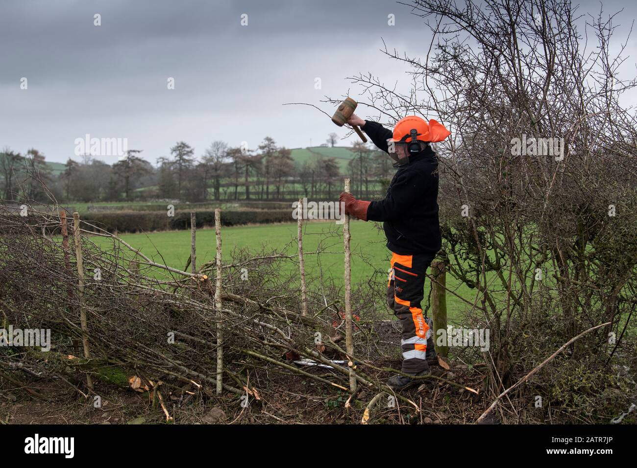 Thorn hedge hi-res stock photography and images - Alamy