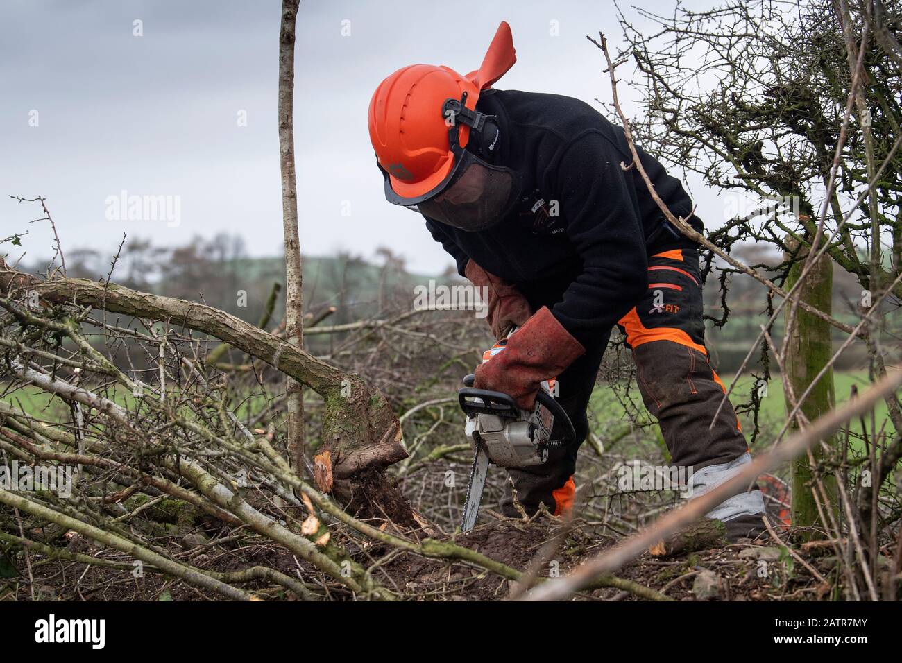 Hedge laying tools hi-res stock photography and images - Alamy