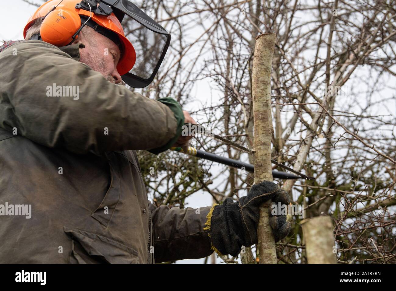 Hedgers wearing protective gear laying a hedge on a field boundary ...