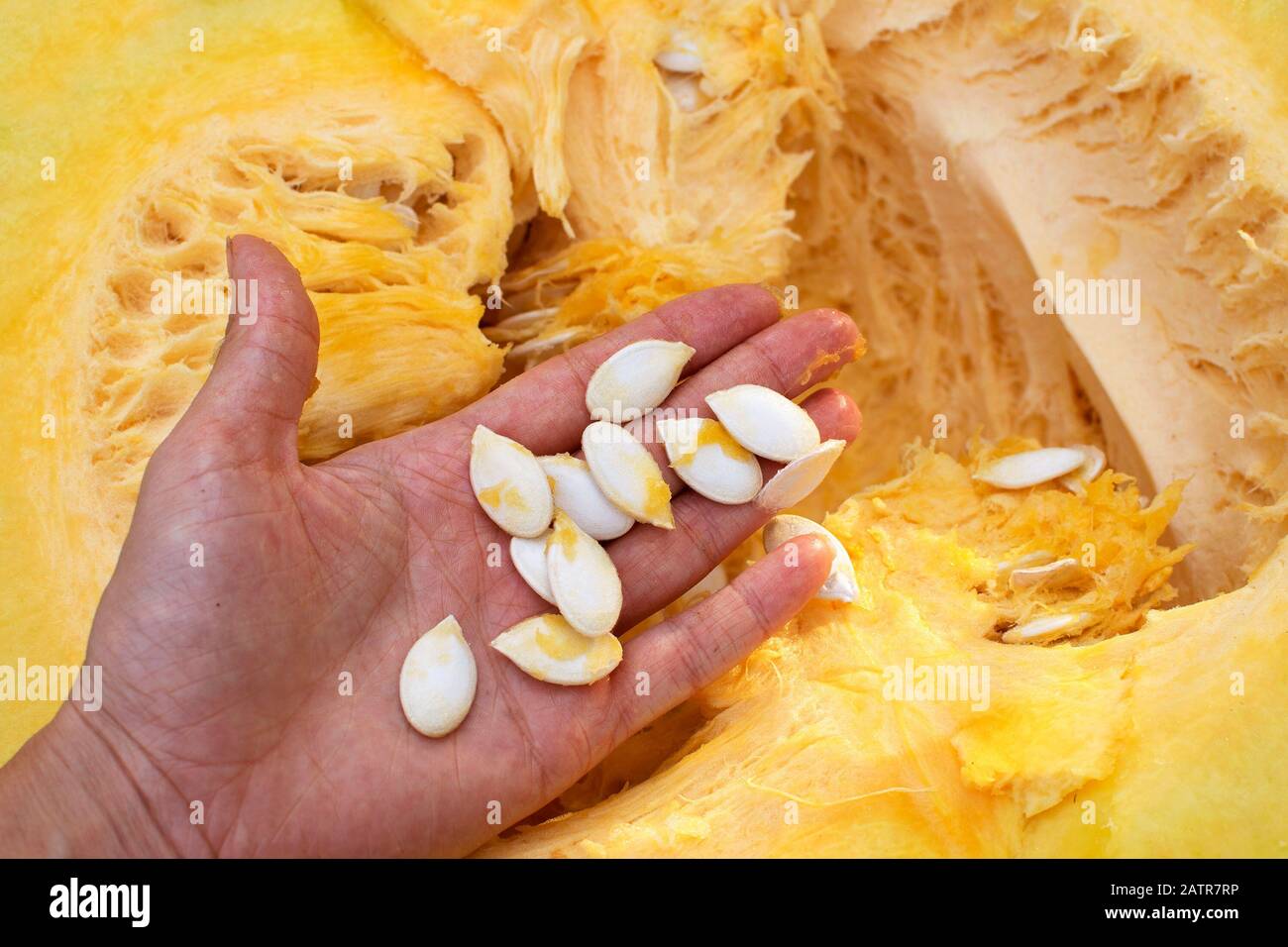 cut pumpkin close-up, on hand pumpkin seeds. Harvest, аutumn, healthy ...