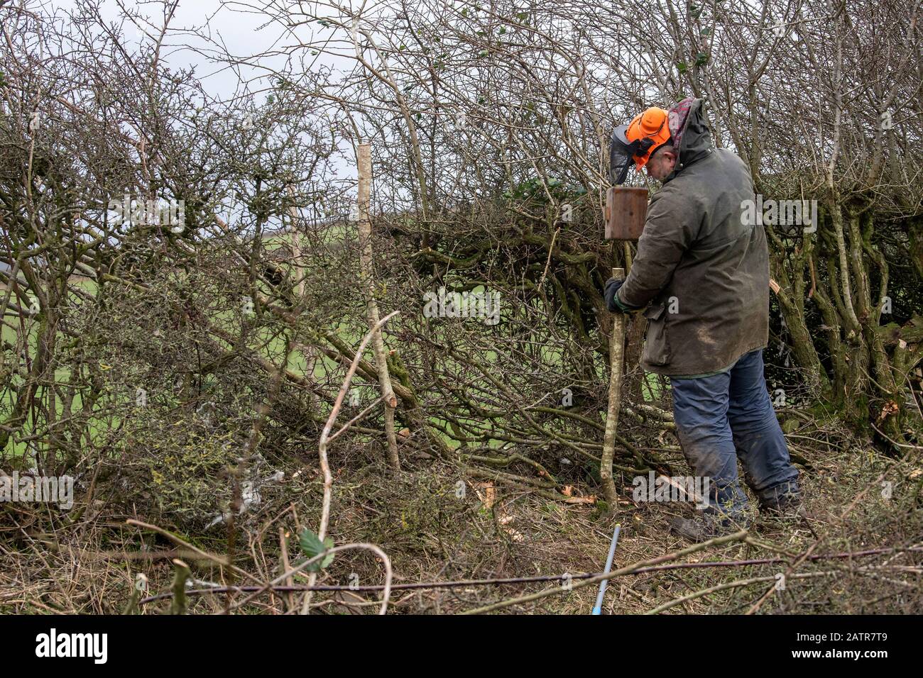 Hedge laying tools hi-res stock photography and images - Alamy