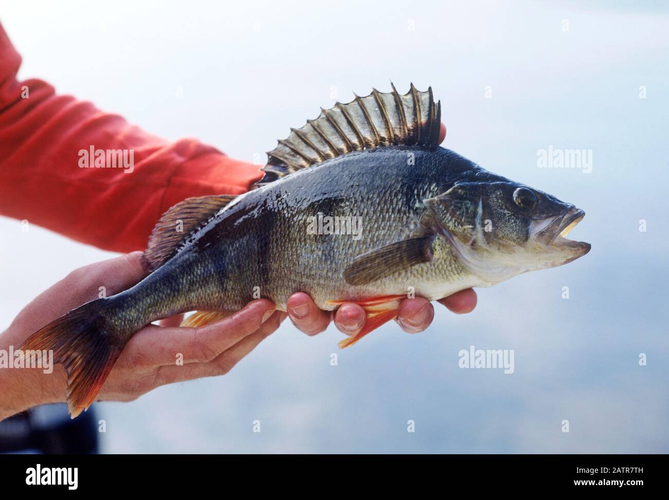 Catch fishes hi-res stock photography and images - Alamy