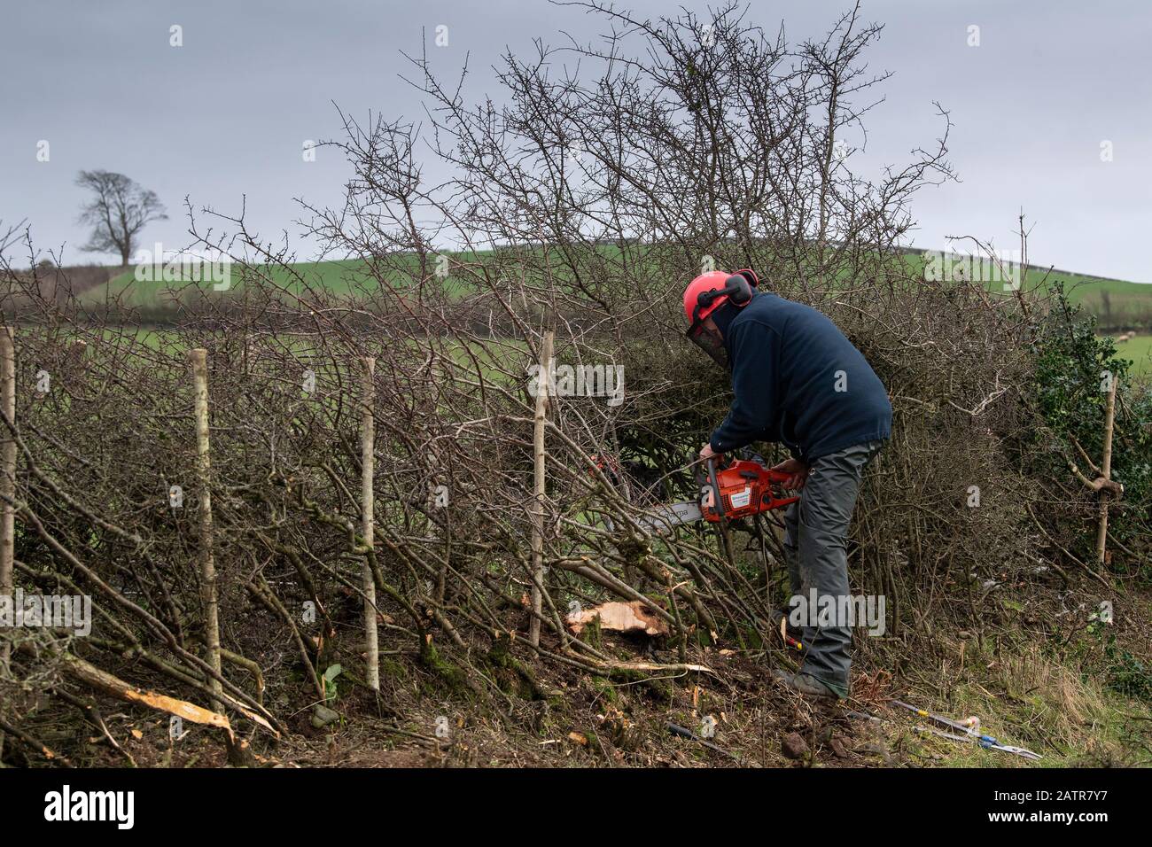 Hedge laying tools hi-res stock photography and images - Alamy