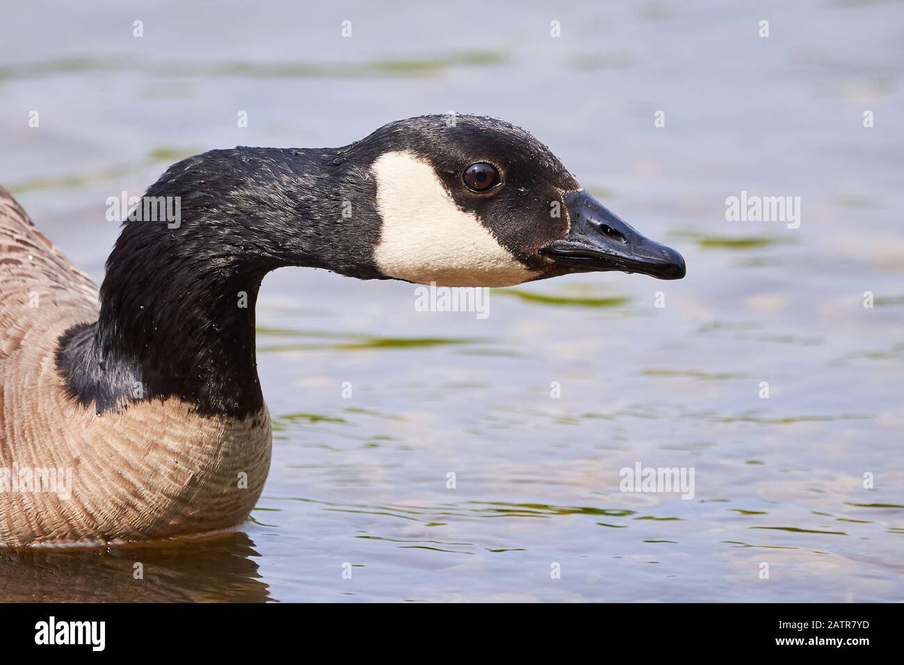 Canada Goose Head Closeup ( Branta Canadensis ) in River Stock Photo ...