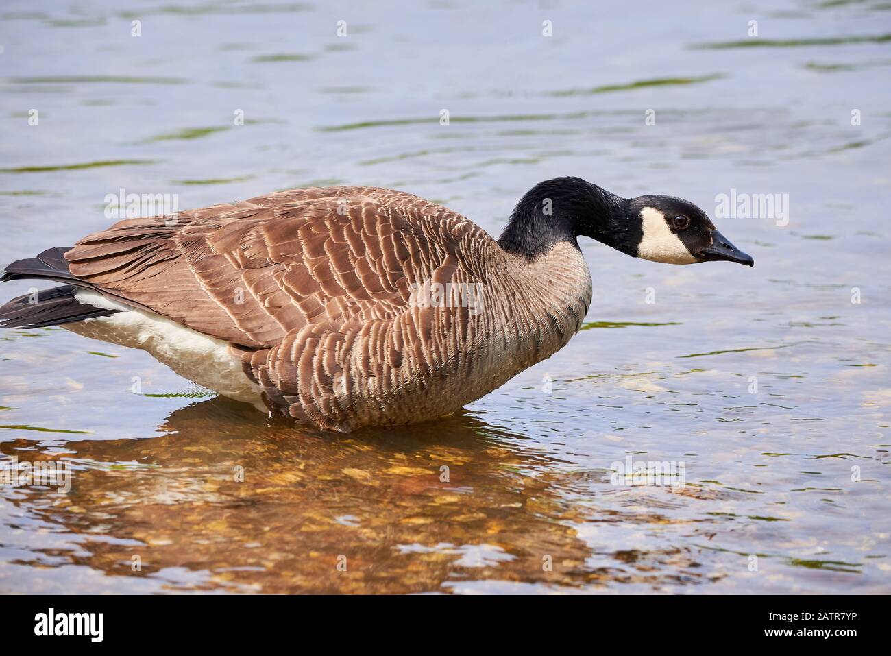 Canada Goose ( Branta Canadensis ) in River Stock Photo - Alamy