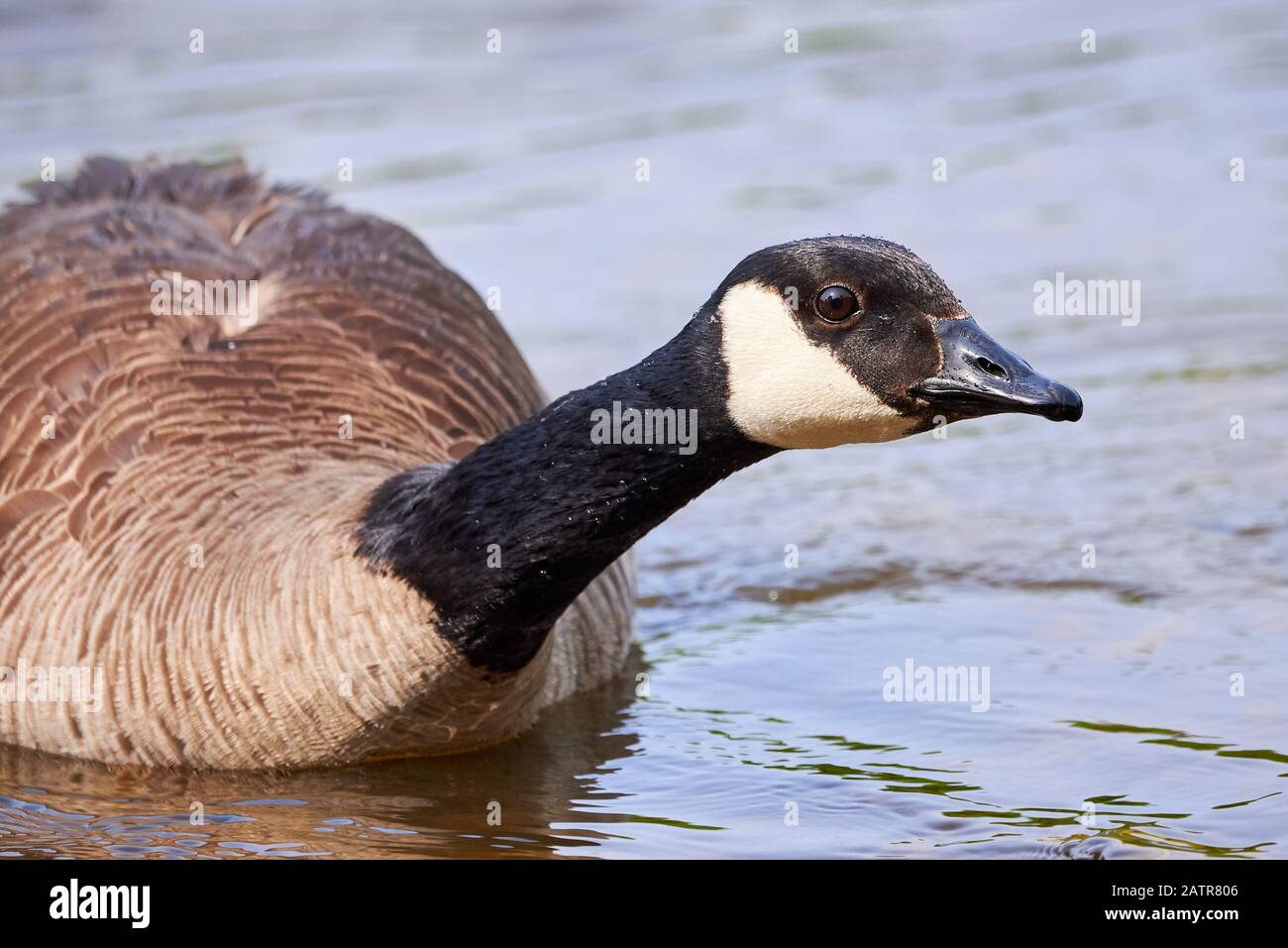 Canada Goose Head Closeup ( Branta Canadensis ) in River Stock Photo ...
