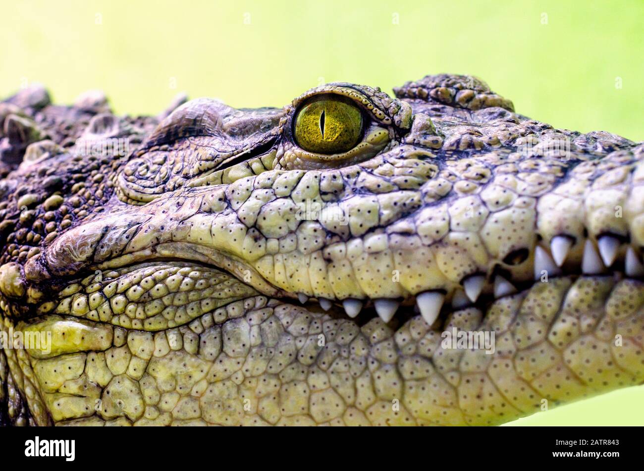 crocodile head with toothy mouth and yellow eye close up on a green ...