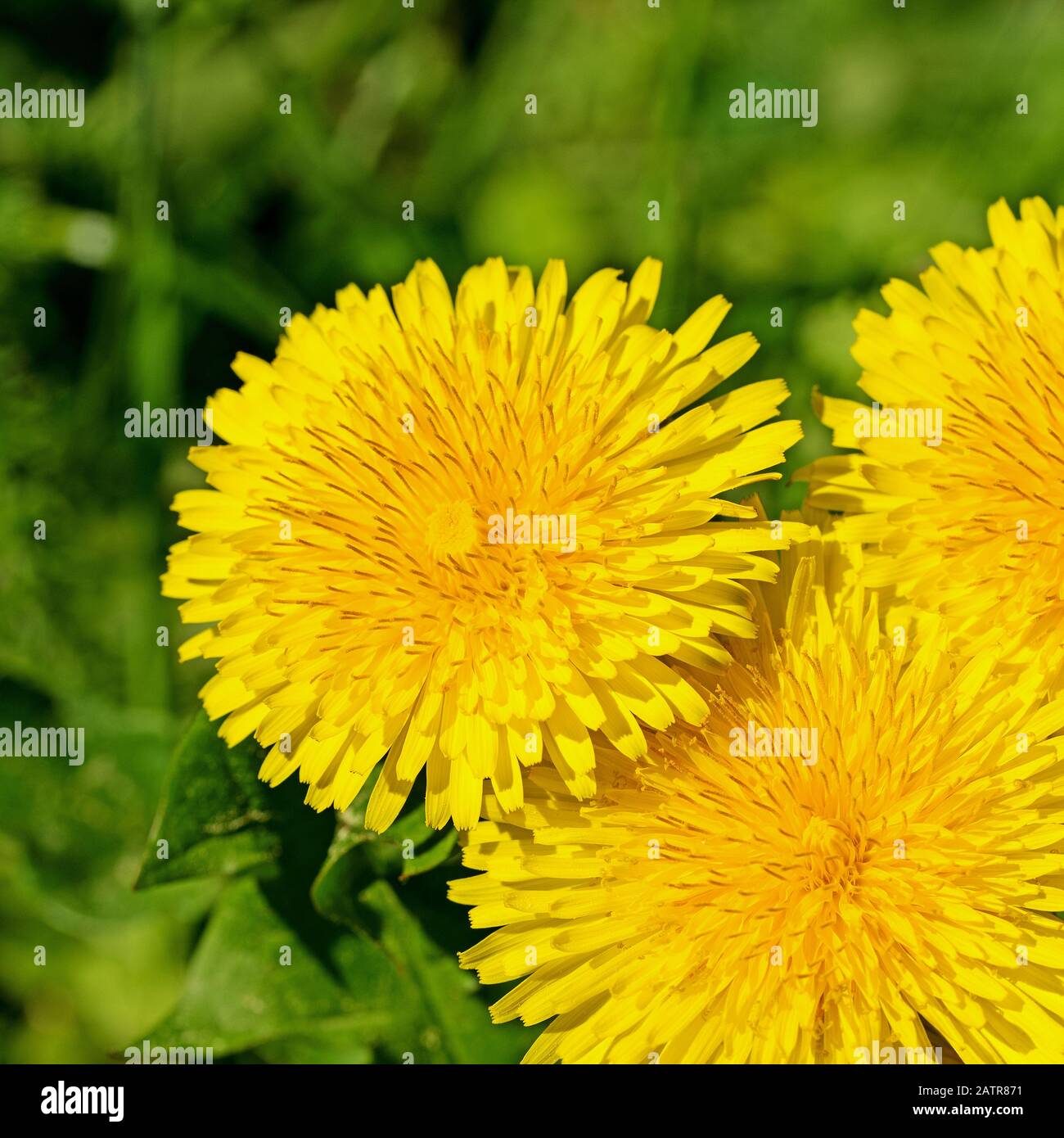 Blooming dandelions in spring Stock Photo - Alamy