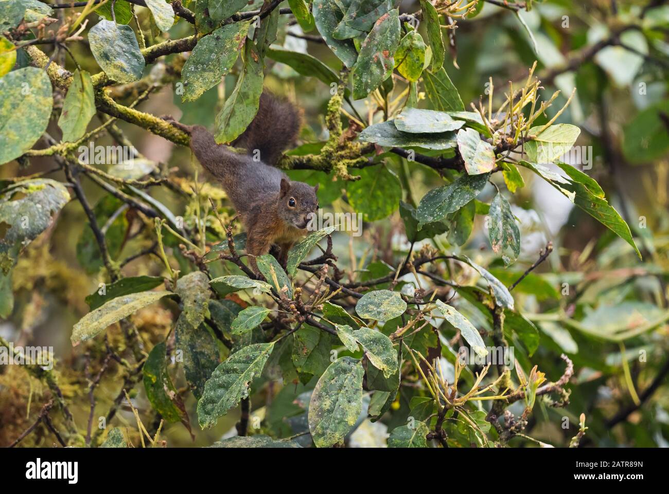 Northern Amazon Red Squirrel - Sciurus igniventris, beautiful squirrel ...