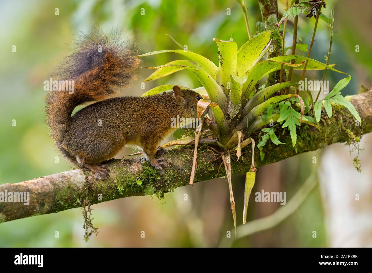 Sciurus igniventris hi-res stock photography and images - Alamy