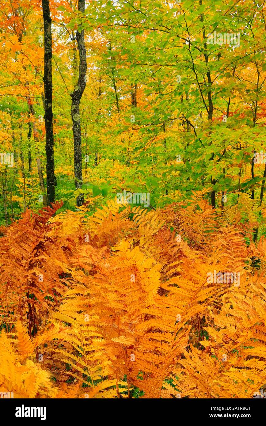 Ferns, Pictured Rocks National Lakeshore, Munising, Michigan, USA Stock ...