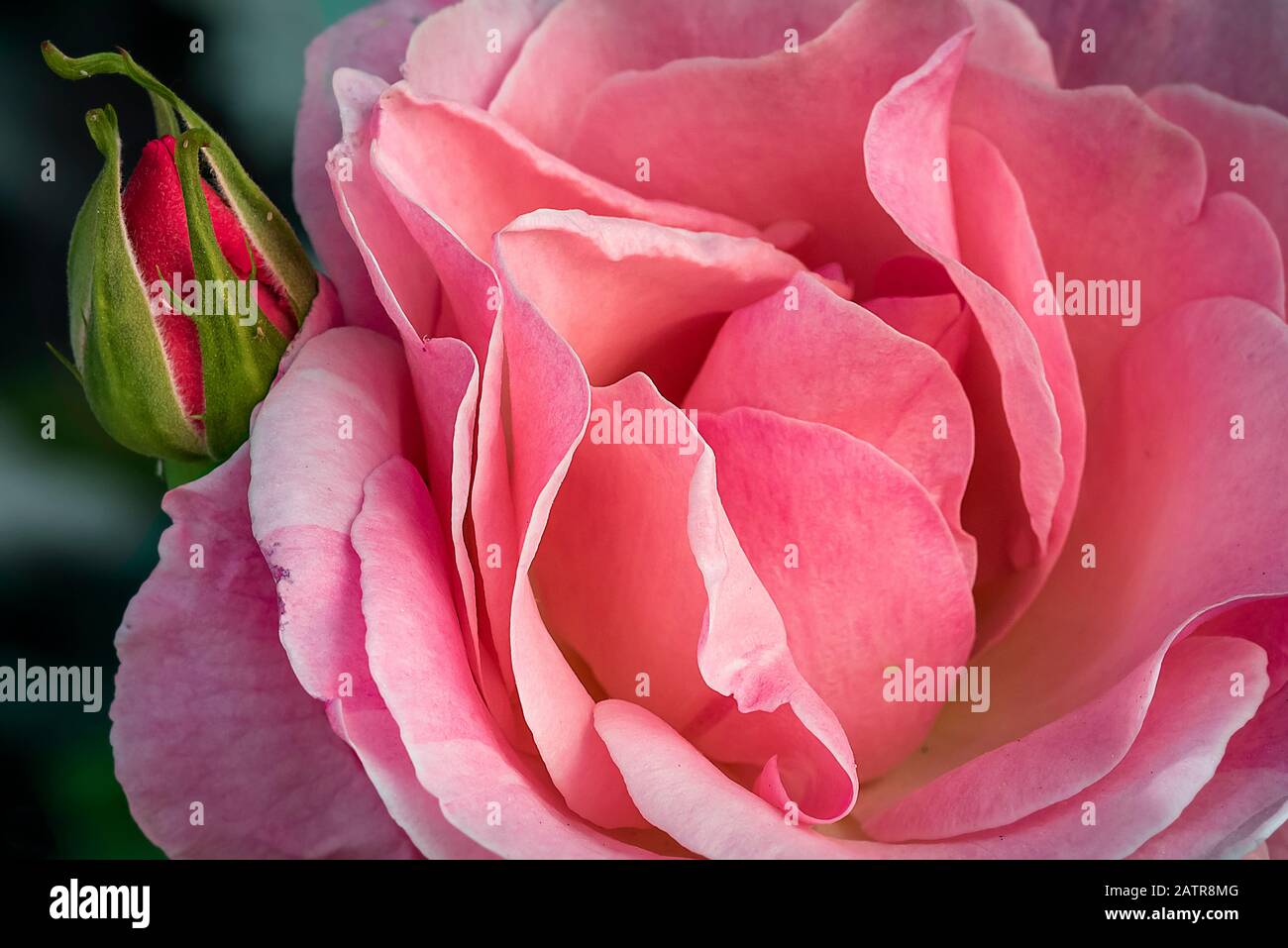 Young red rose open with leaves background Stock Photo - Alamy