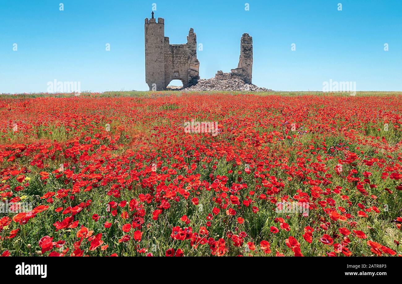 poppy field and ruins in Caudilla Stock Photo - Alamy