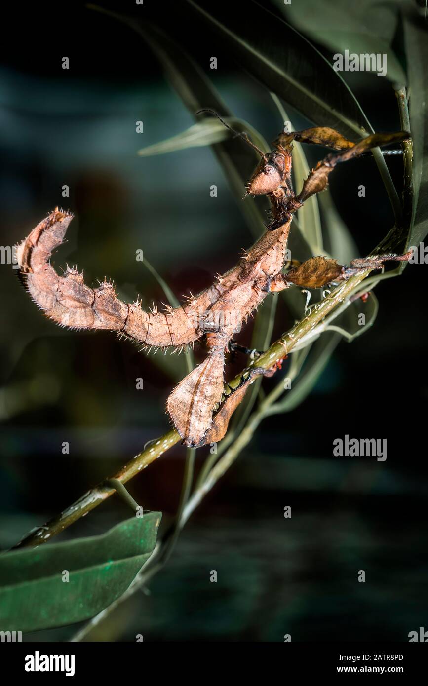 The spiny leaf insect hi-res stock photography and images - Alamy