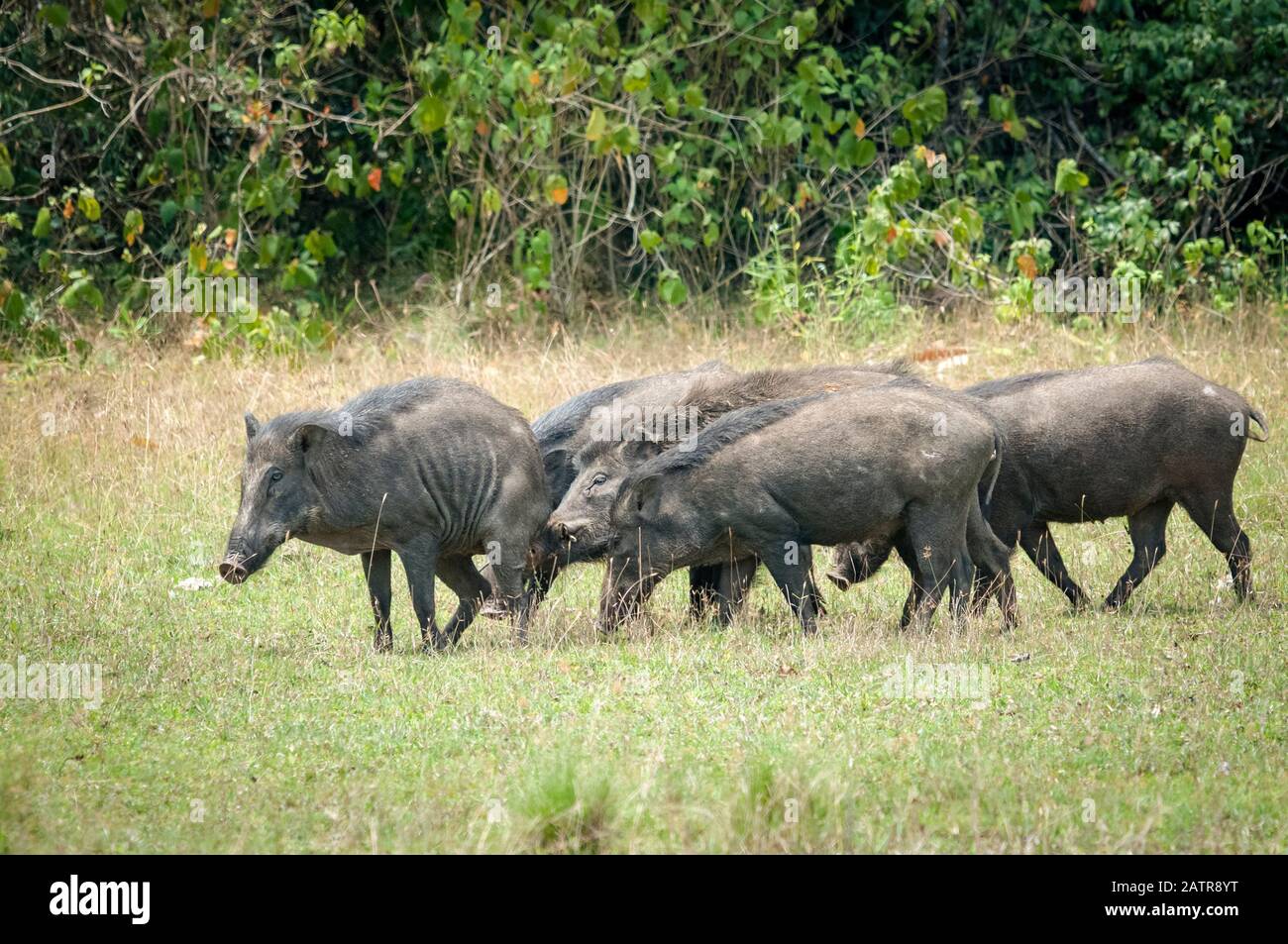 wild boar, Sus scrofa, female in oestrus being followed by males ...