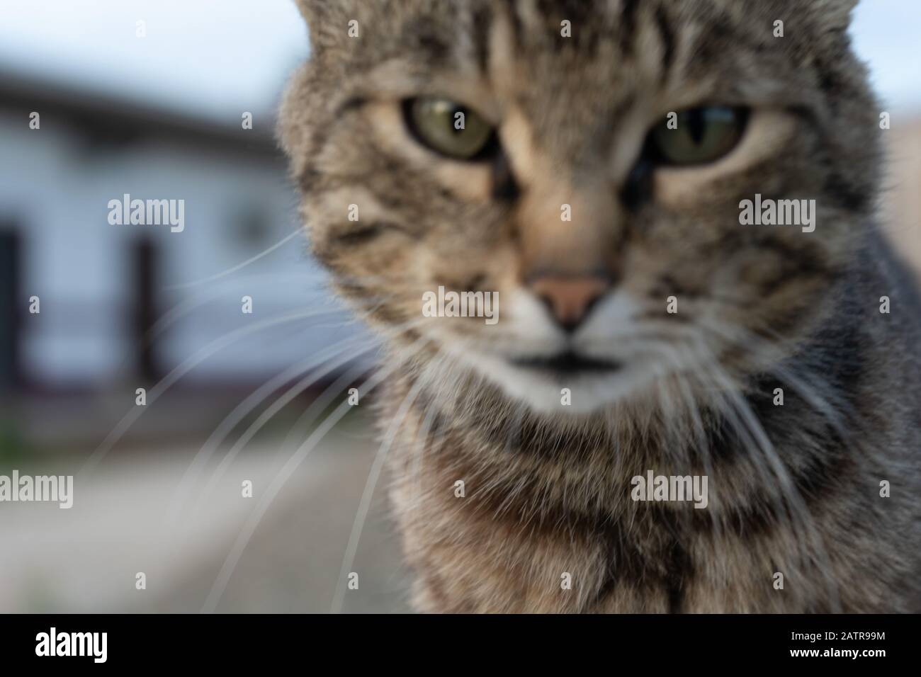 Portrait of a homeless cat not sharp. Defocused image. Cat face close ...