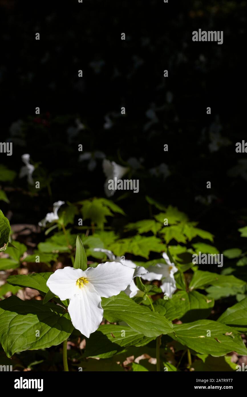 A group of trillium flowers with some turning from white to purple ...