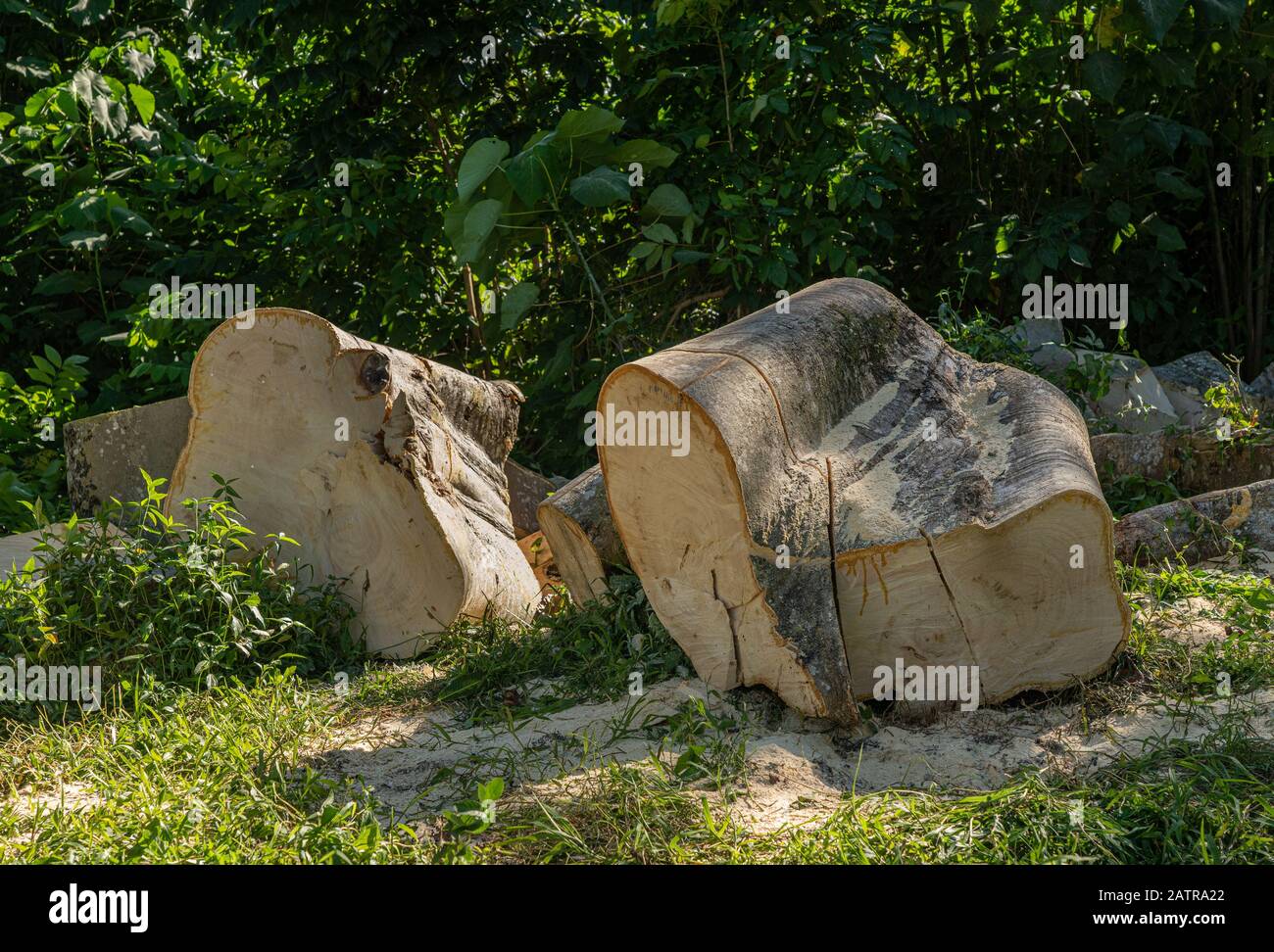 Tree stump of large tropical tree cut into sections after the main ...