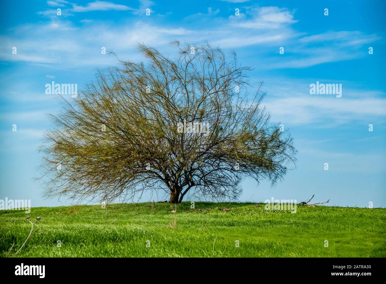 spring in northern Israel Stock Photo - Alamy