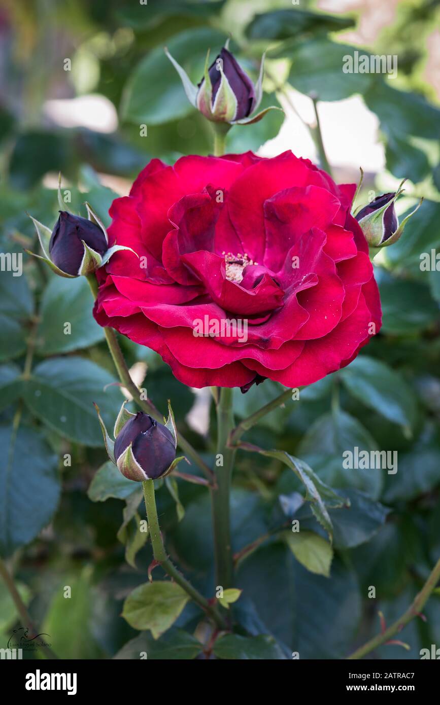 Young red rose open with leaves background Stock Photo - Alamy