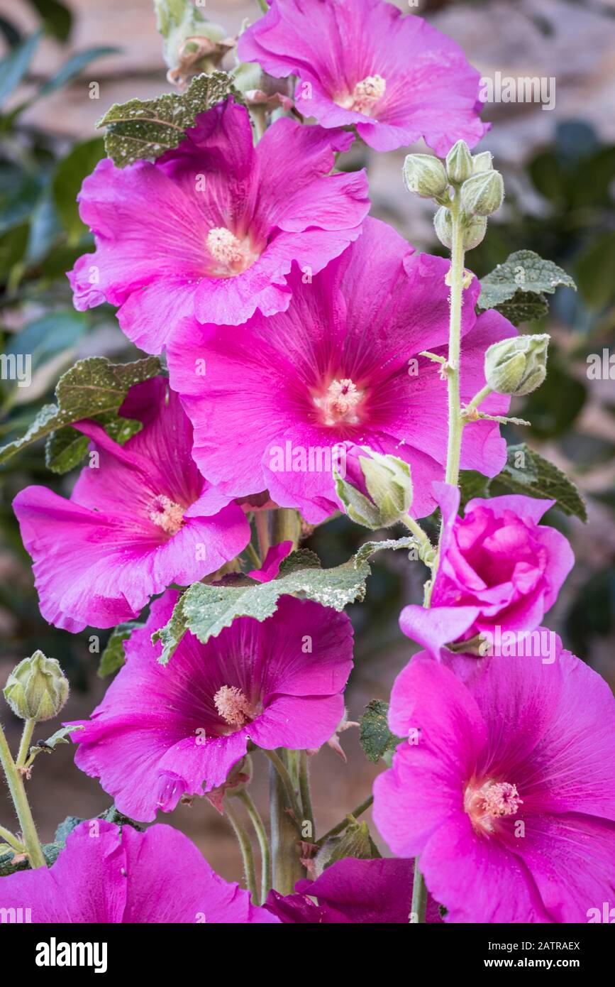 Malvarosa hi-res stock photography and images - Alamy