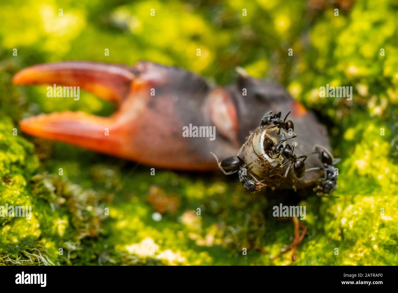 small black ants feeding on a freshwater crab claw Stock Photo - Alamy