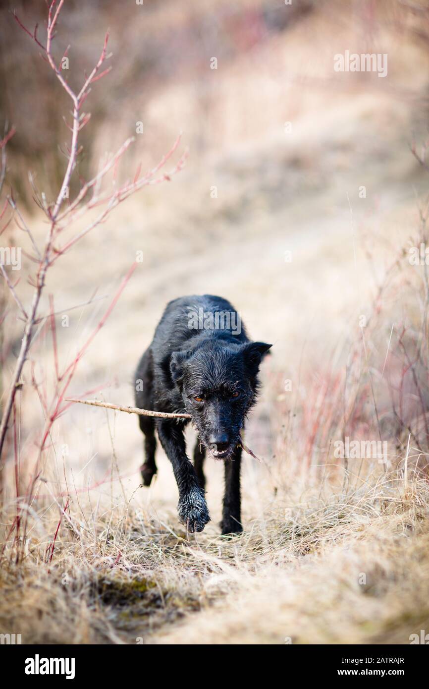 Scary, devil-like black dog running outdoors Stock Photo - Alamy