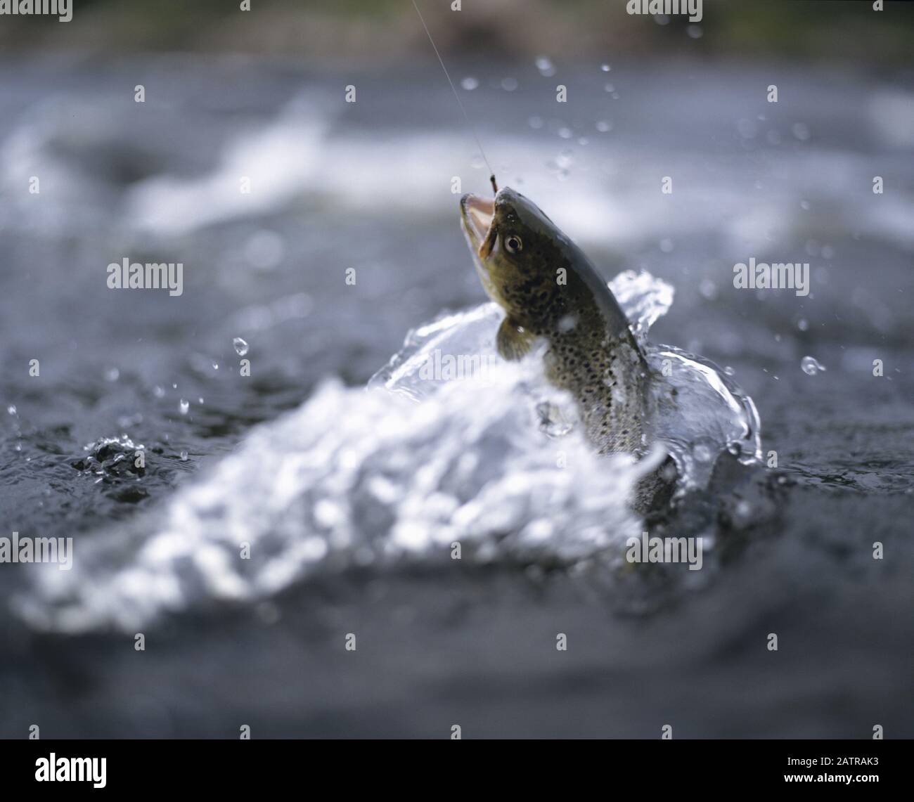 Trout caught on a fly Stock Photo - Alamy