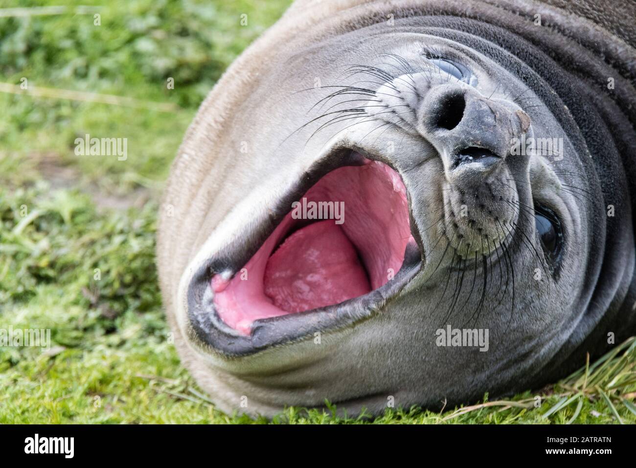 Elephant open mouth hi-res stock photography and images - Alamy