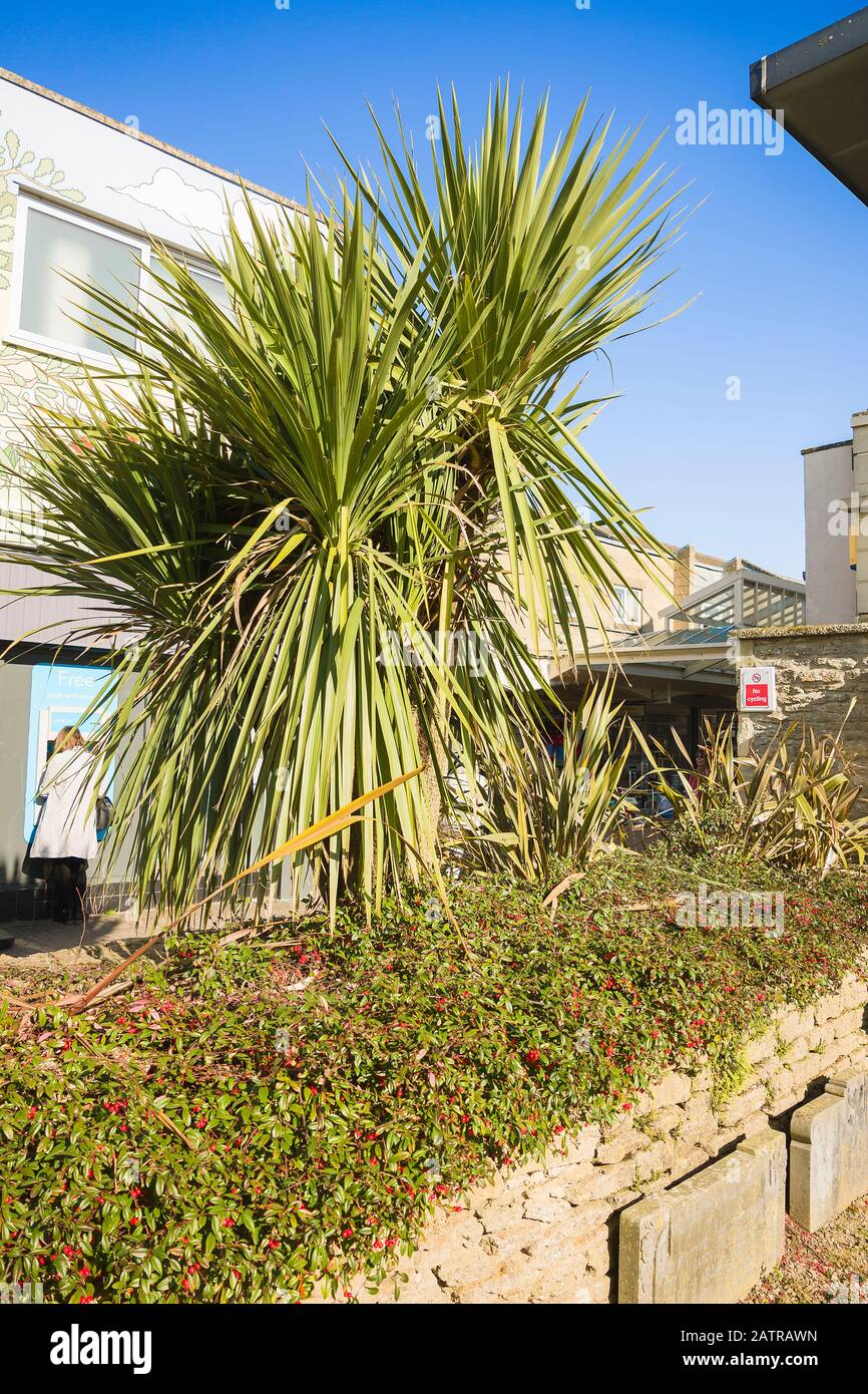 Palm trees form part of the urban landscaping in the centre of Corsham ...