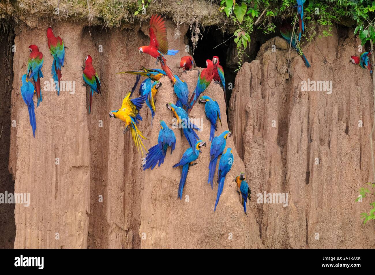 Ara group hi-res stock photography and images - Alamy