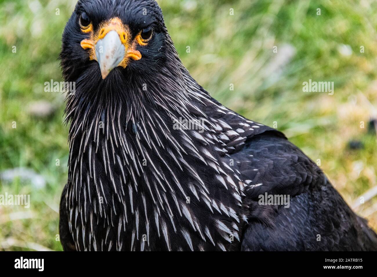 Johnny rook bird hi-res stock photography and images - Alamy