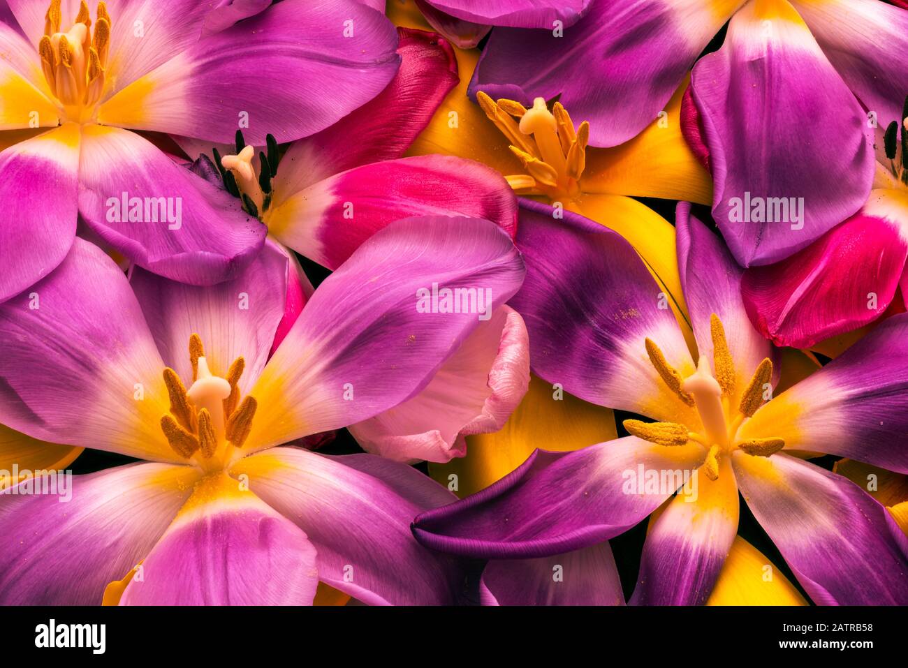 Tulip wide open petals hi-res stock photography and images - Alamy