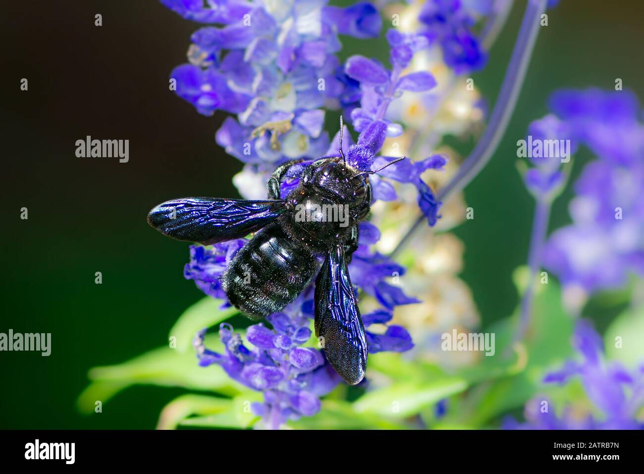 Macro of a violet carpenter bee (xylocopa violacea) collecting nectar ...