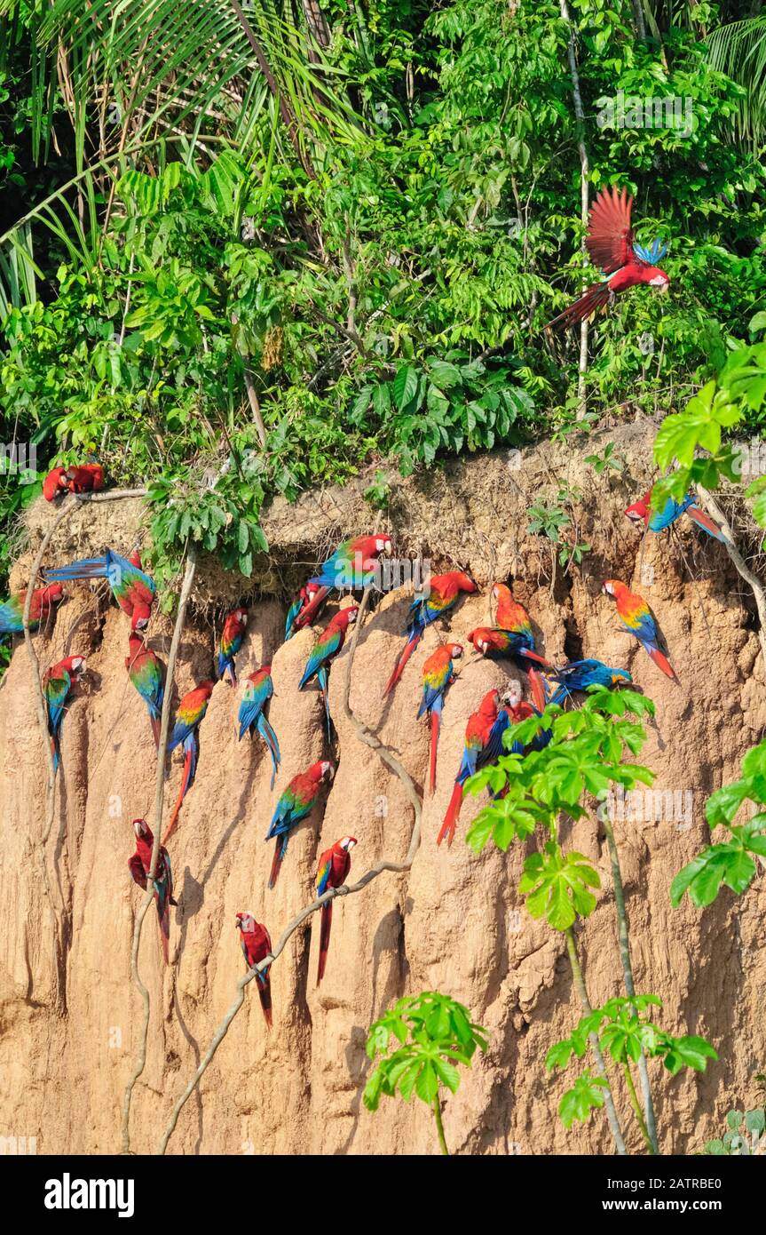 scarlet macaw, Ara macao, red-and-green macaw, Ara chloropterus, and ...