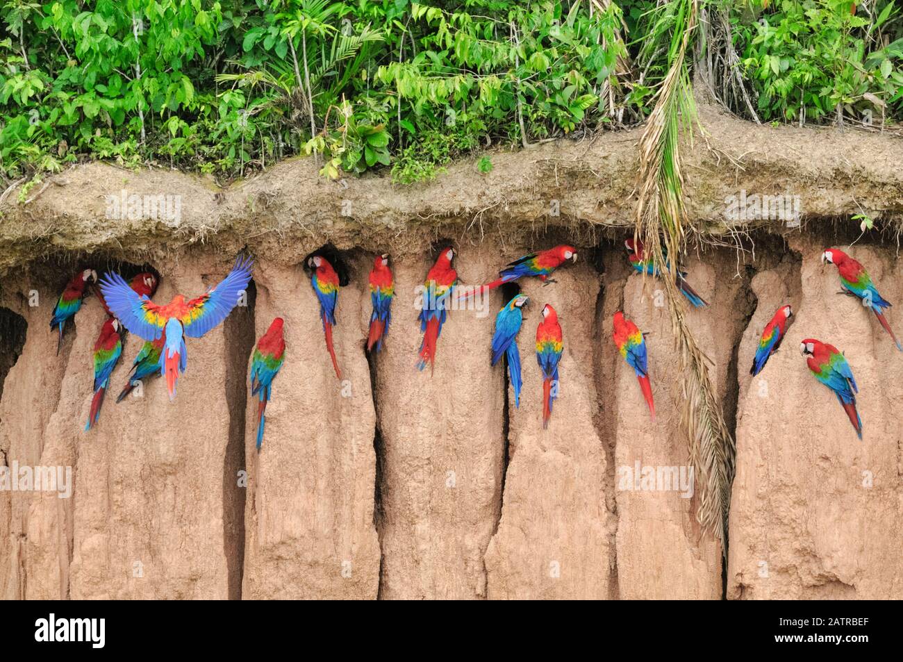 scarlet macaw, Ara macao, red-and-green macaw, Ara chloropterus, and ...
