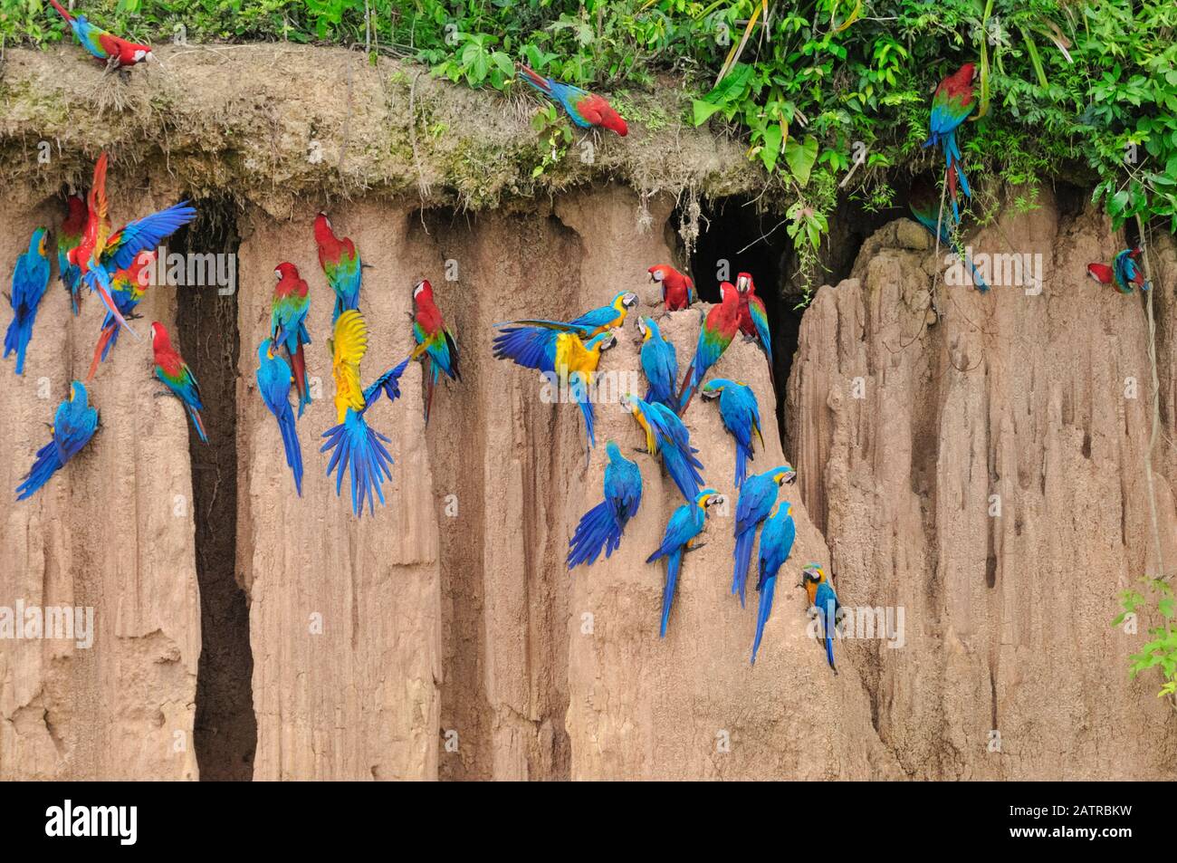 scarlet macaw, Ara macao, red-and-green macaw, Ara chloropterus, and ...