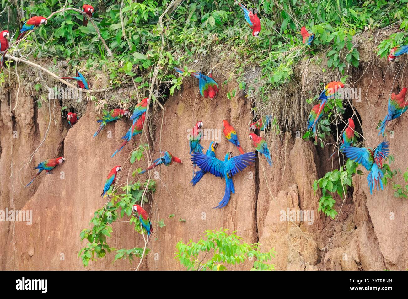 scarlet macaw, Ara macao, red-and-green macaw, Ara chloropterus, and ...