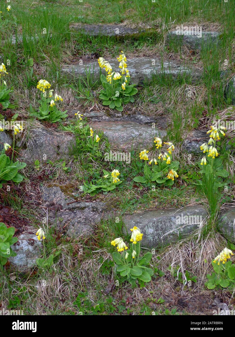 Gold stairs hi-res stock photography and images - Alamy