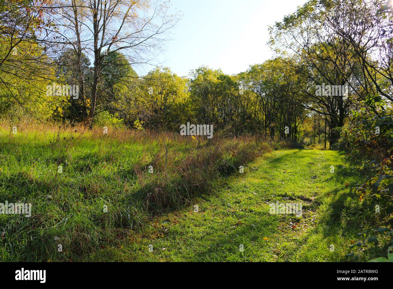 a morning sunrise forest glade path Stock Photo - Alamy