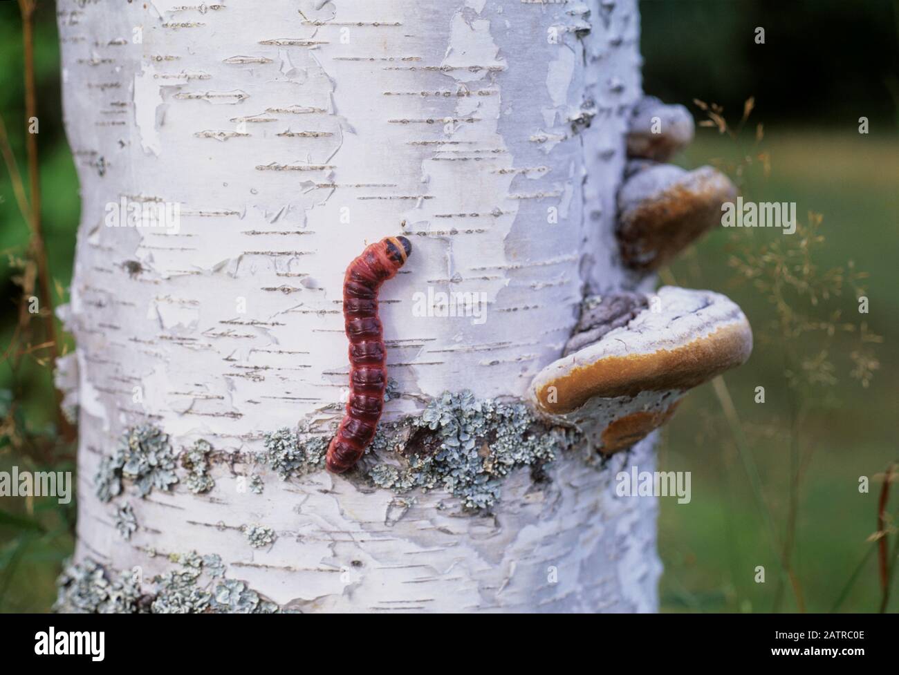 Tree killer legacy on birch trunk Stock Photo - Alamy