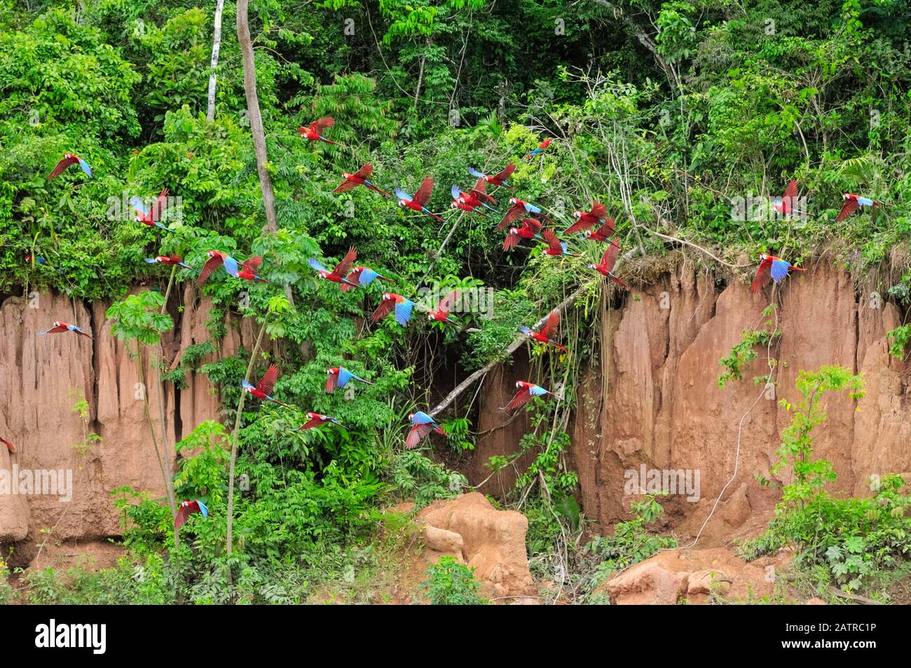 scarlet macaw, Ara macao, and red-and-green macaw, Ara chloropterus ...