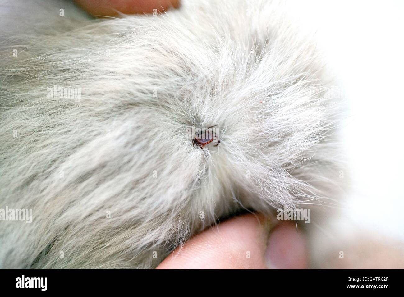 Tick On Cats Head