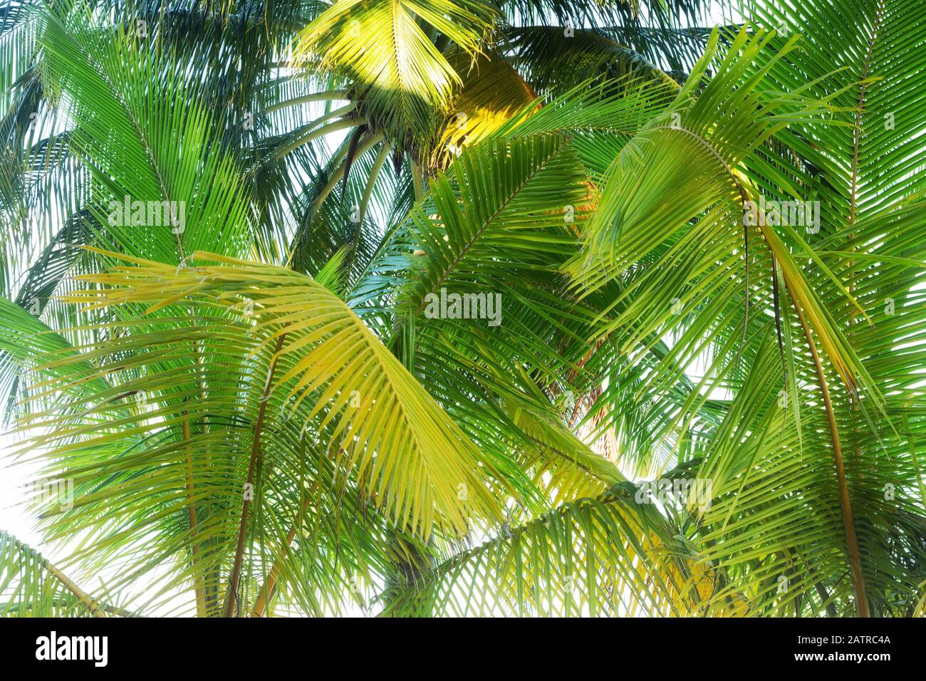 Palm trees abstract, palm fronds and palm leaves, as an abstract ...