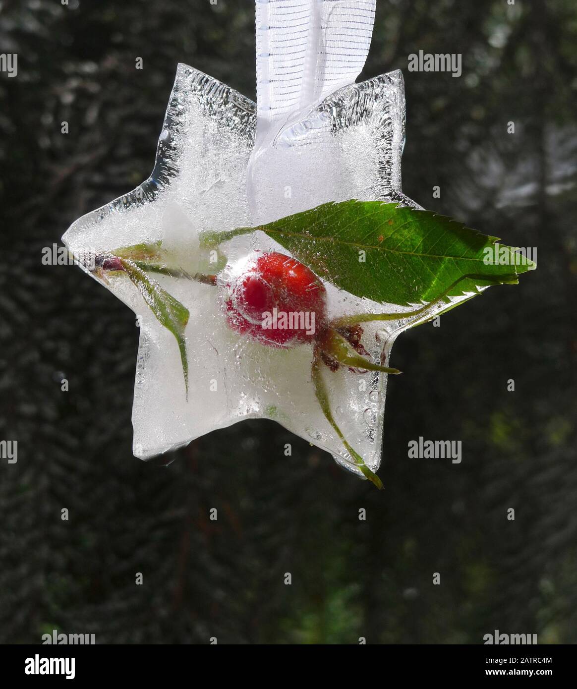 Frozen star hi-res stock photography and images - Alamy