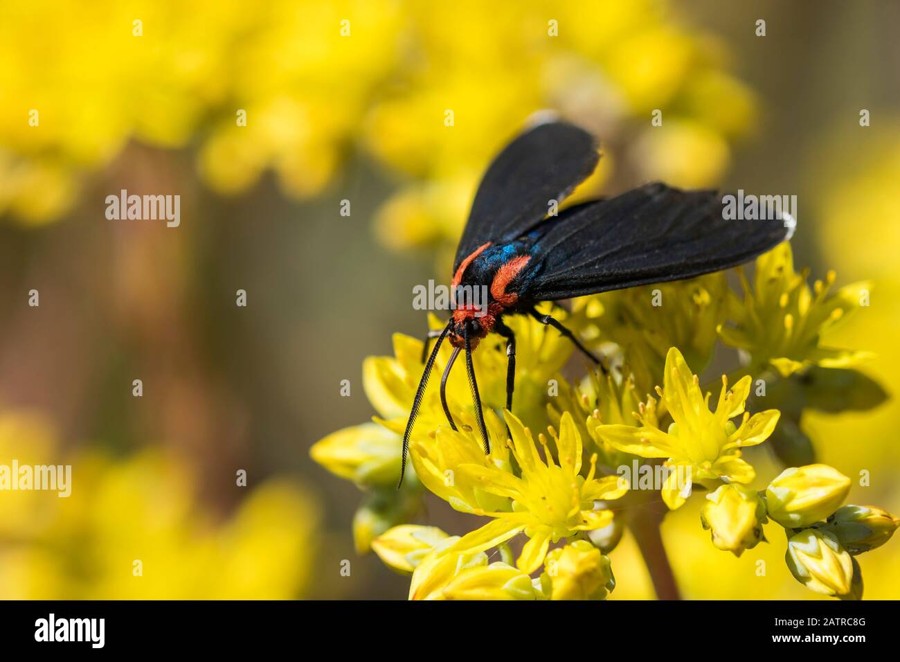 Nectar feeding moth hi-res stock photography and images - Alamy