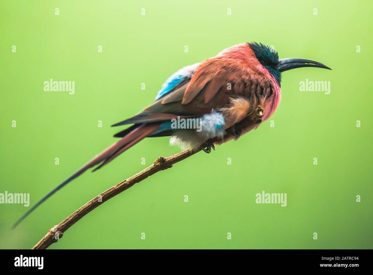 Other flying insects hi-res stock photography and images - Alamy