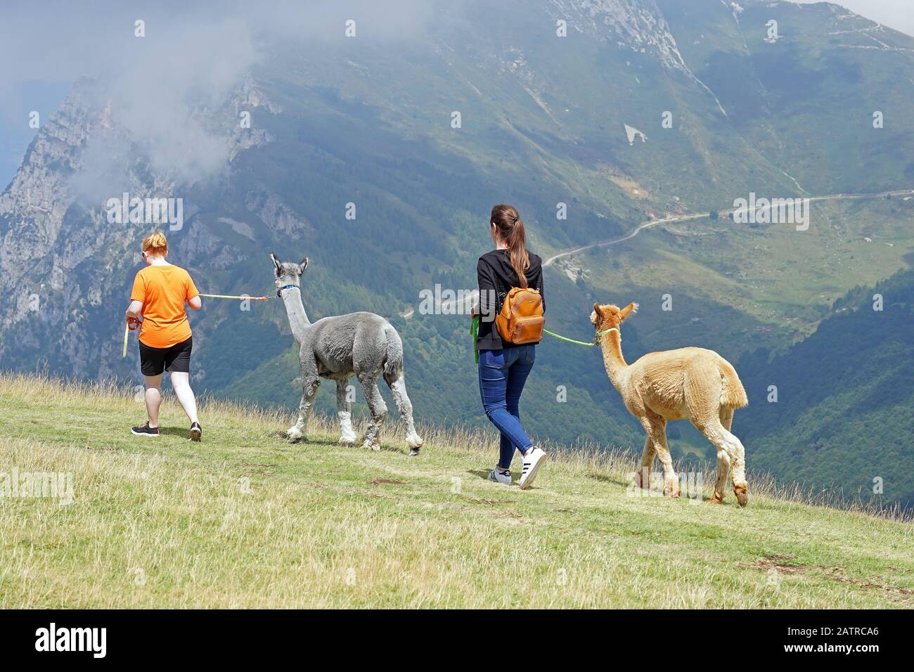 Taking an alpaca for a walk hi-res stock photography and images - Alamy