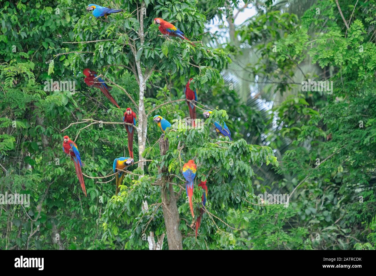 scarlet macaw, Ara macao, and blue-and-yellow macaw, Ara ararauna ...