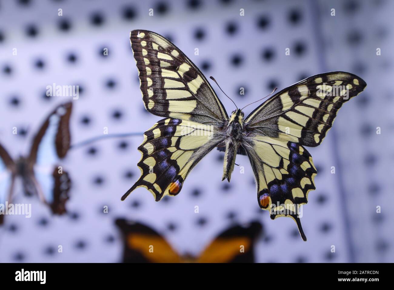 Butterfly exhibition hi-res stock photography and images - Alamy
